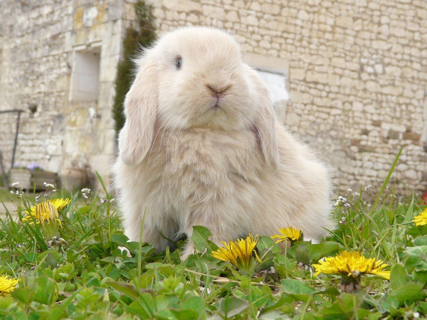 Races de lapins nains - TOP 15 AVEC PHOTOS
