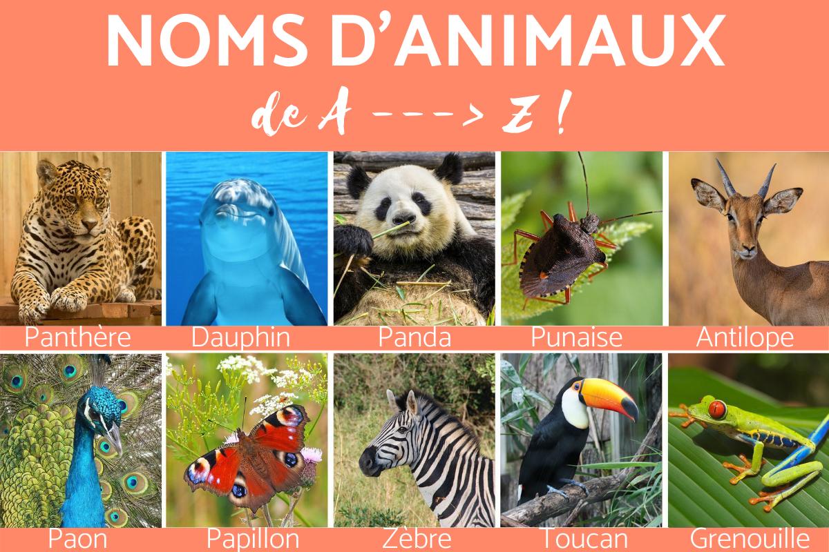 + de 300 NOMS d'ANIMAUX - de A à Z