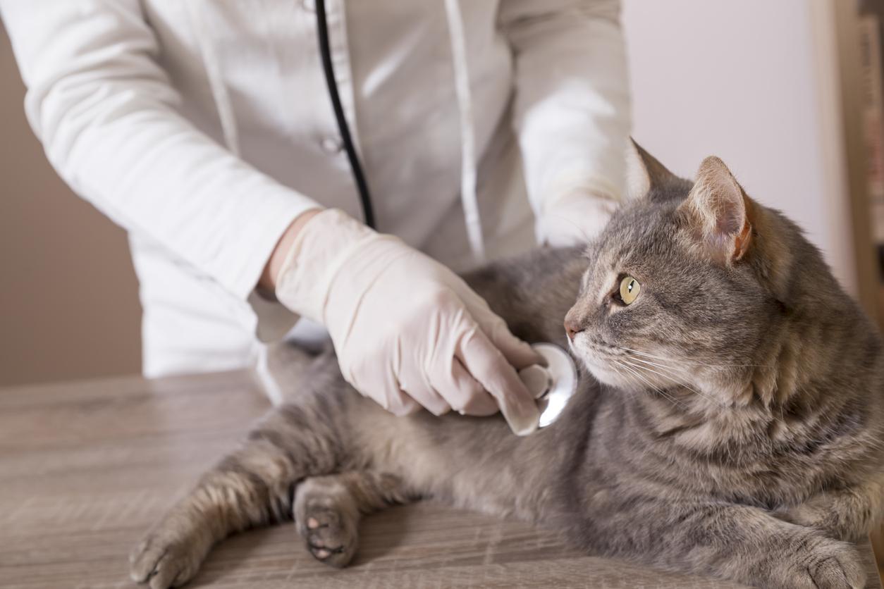 7 MALADIES les plus MORTELLES chez le CHAT - Causes et traitements