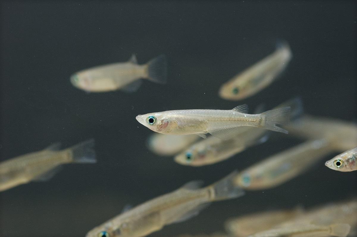 9 poissons pour un bassin extérieur - GUIDE COMPLET