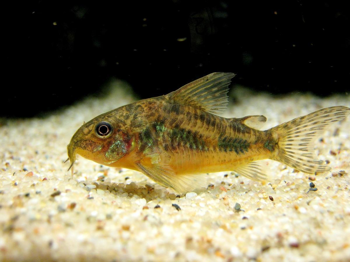 9 poissons pour un bassin extérieur - GUIDE COMPLET