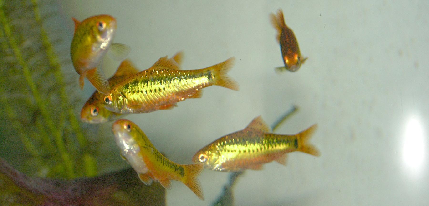 9 poissons pour un bassin extérieur - GUIDE COMPLET