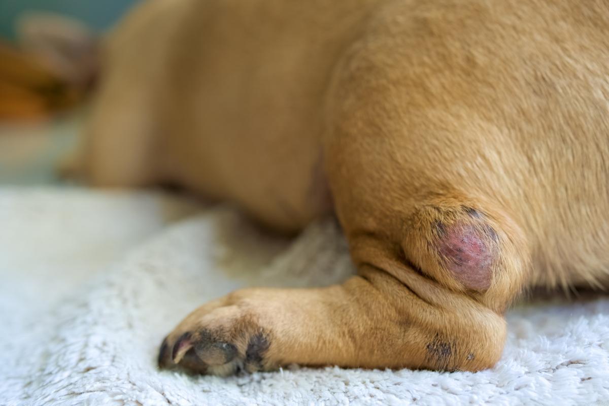 Fibrosarcome chez le chien : symptômes et traitement