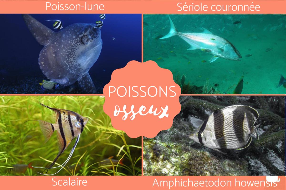 + de 20 POISSONS OSSEUX - Exemples et Caractéristiques (avec PHOTOS)