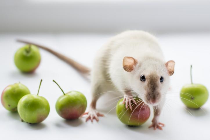 Que mange un rat ? - Guide complet de l'alimentation du rat