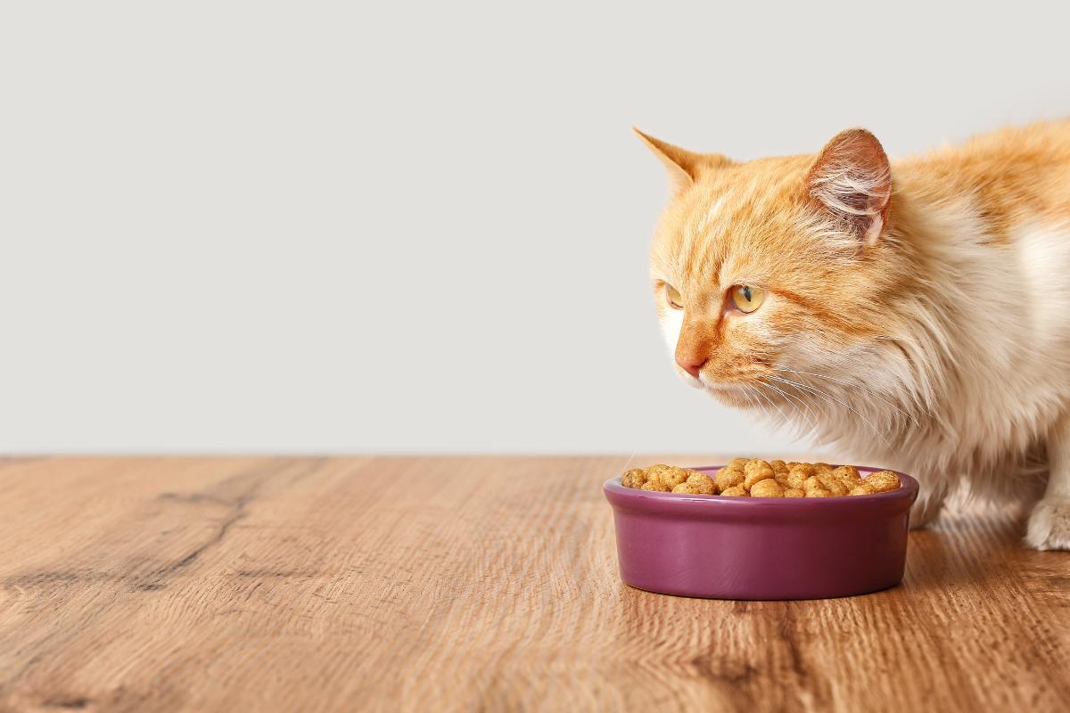 Selles jaunes chez le chat - causes et que faire