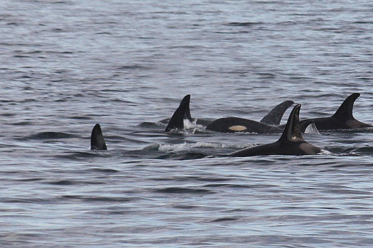 Types d'orques ou épaulards