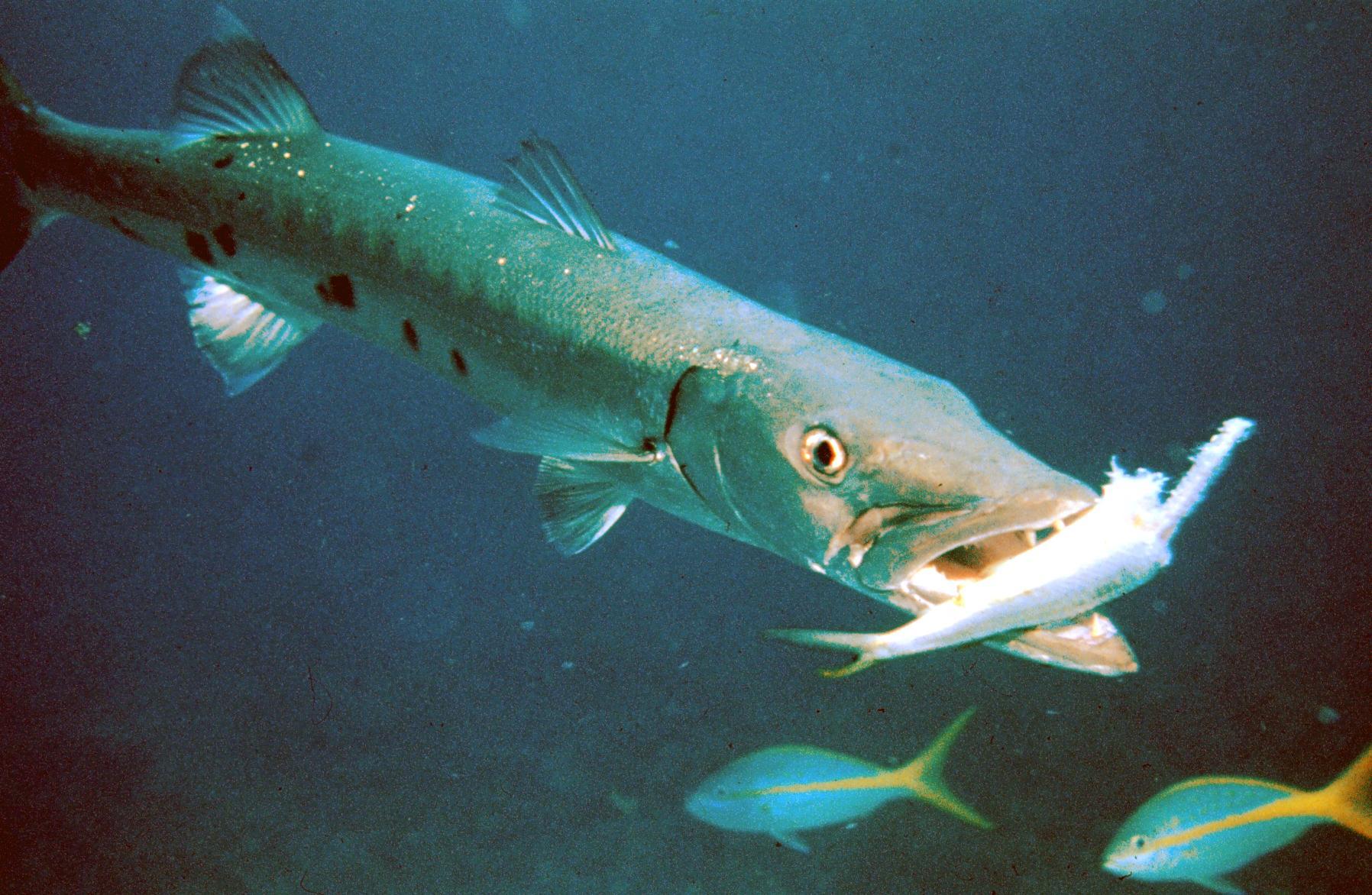 POISSONS CARNIVORES - Types, noms et LISTE