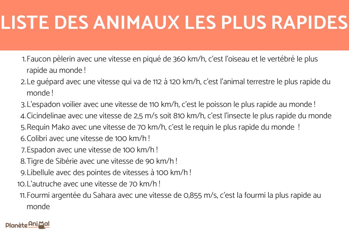 +10 ANIMAUX les PLUS RAPIDES DU MONDE
