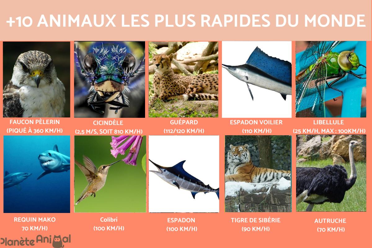 +10 ANIMAUX les PLUS RAPIDES DU MONDE