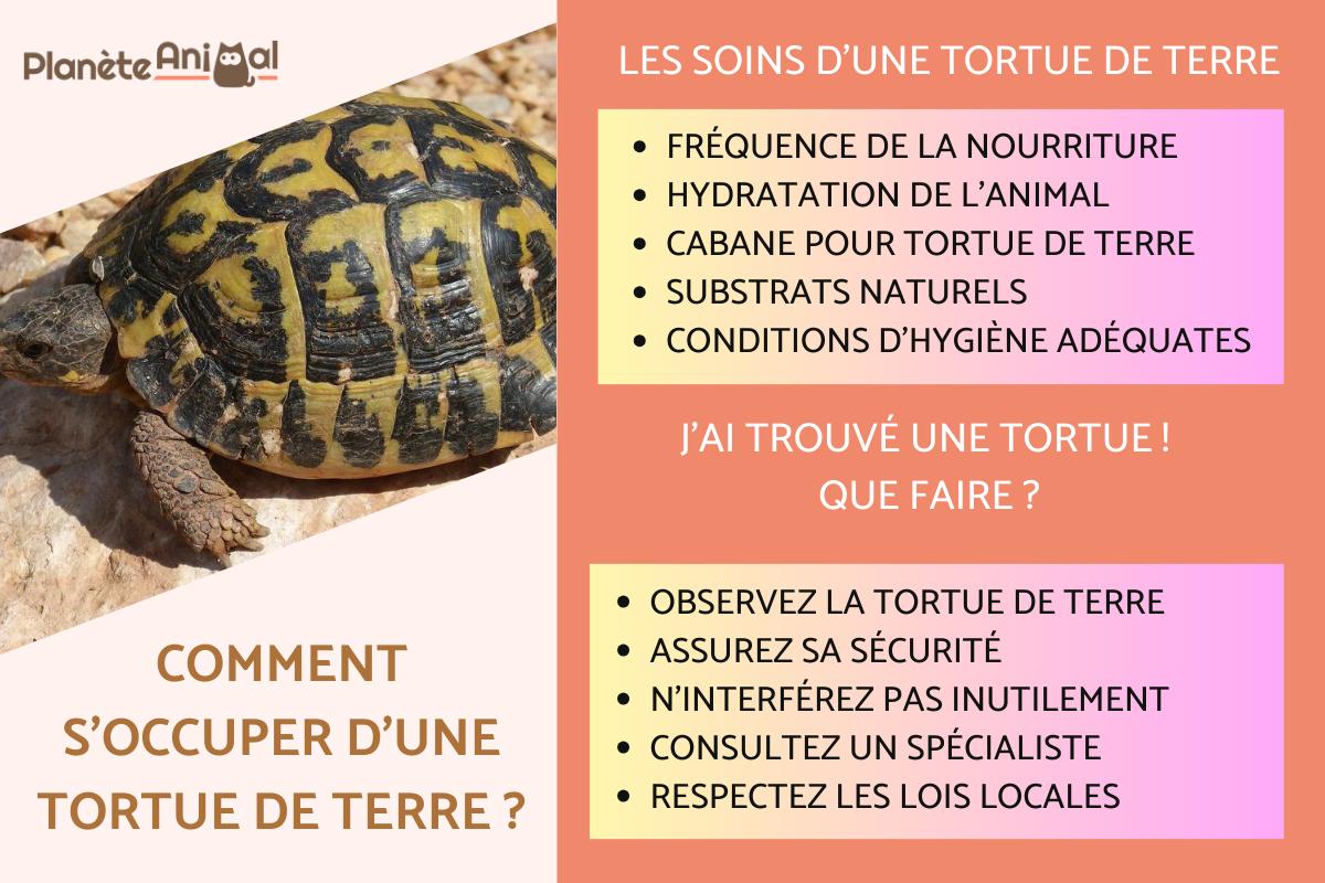 Comment S'OCCUPER d'une TORTUE de TERRE - Alimentation, terrarium