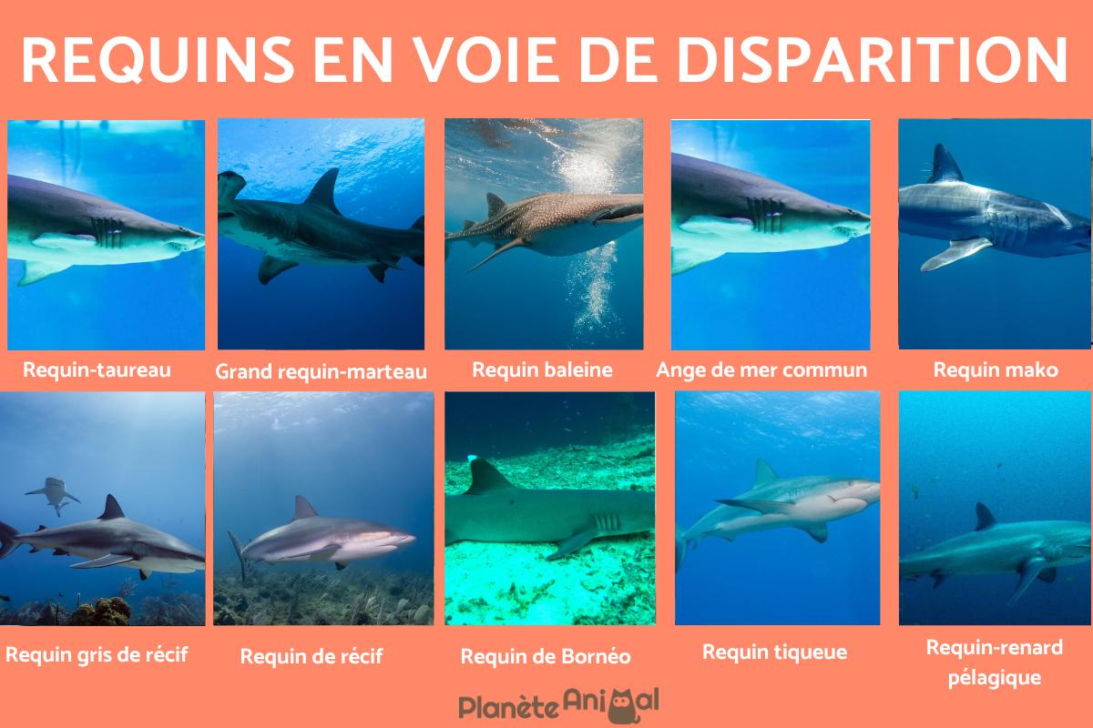 20 REQUINS en VOIE de DISPARITION
