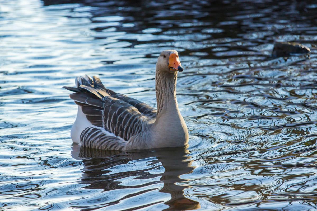 +10 Races d'oies sauvages et domestiques (avec PHOTOS)