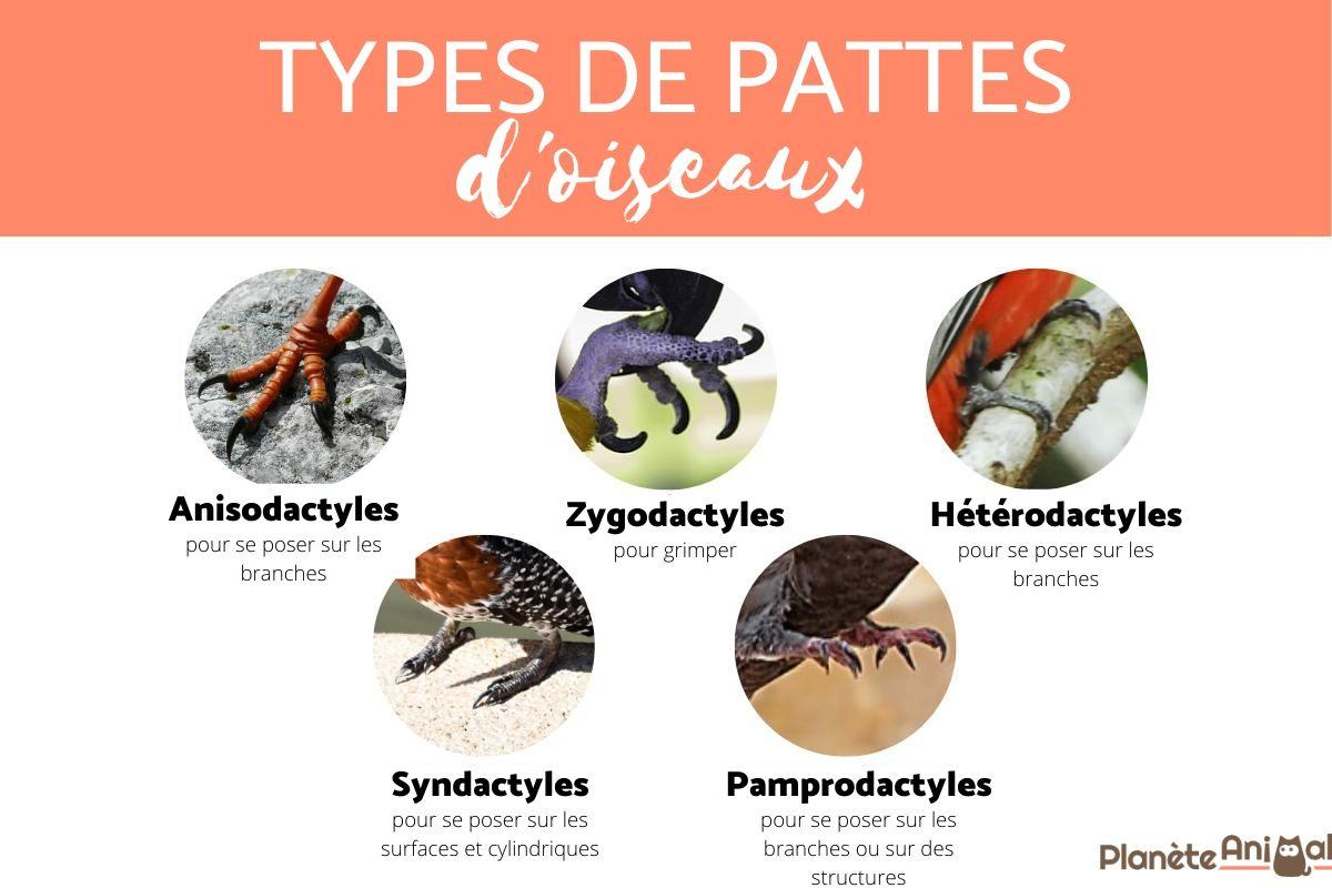 PATTE d'OISEAU - Types, caractéristiques, noms et fonctions