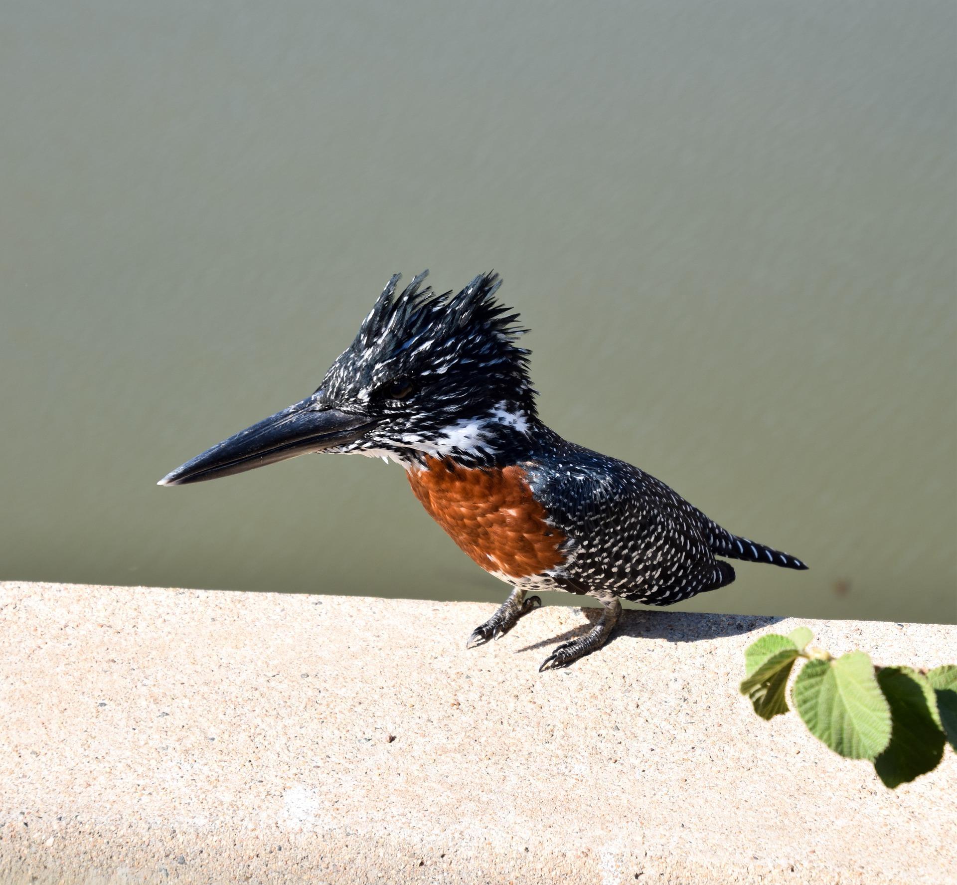 PATTE d'OISEAU - Types, caractéristiques, noms et fonctions