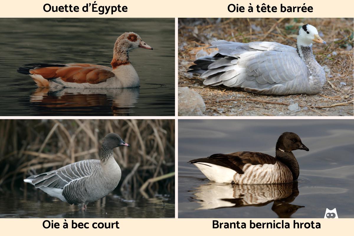 +10 Races d'oies sauvages et domestiques (avec PHOTOS)