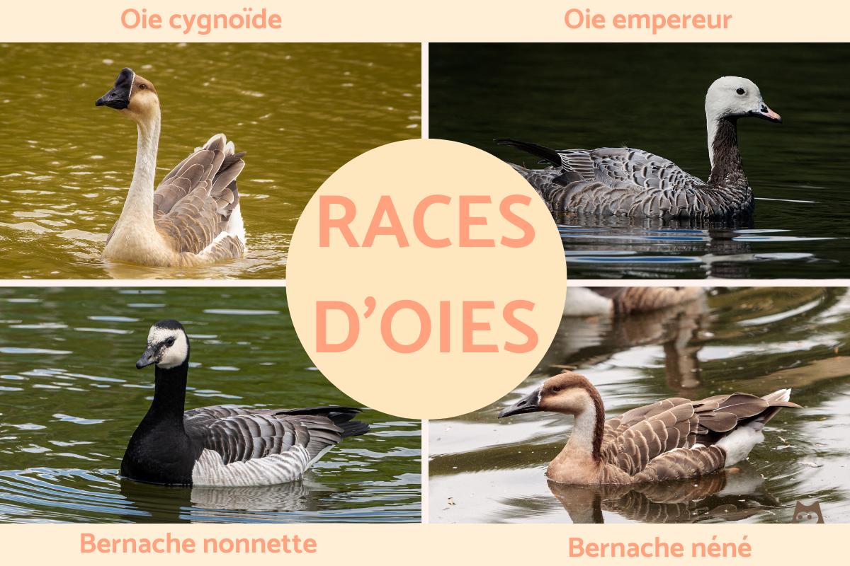 +10 Races d'oies sauvages et domestiques (avec PHOTOS)