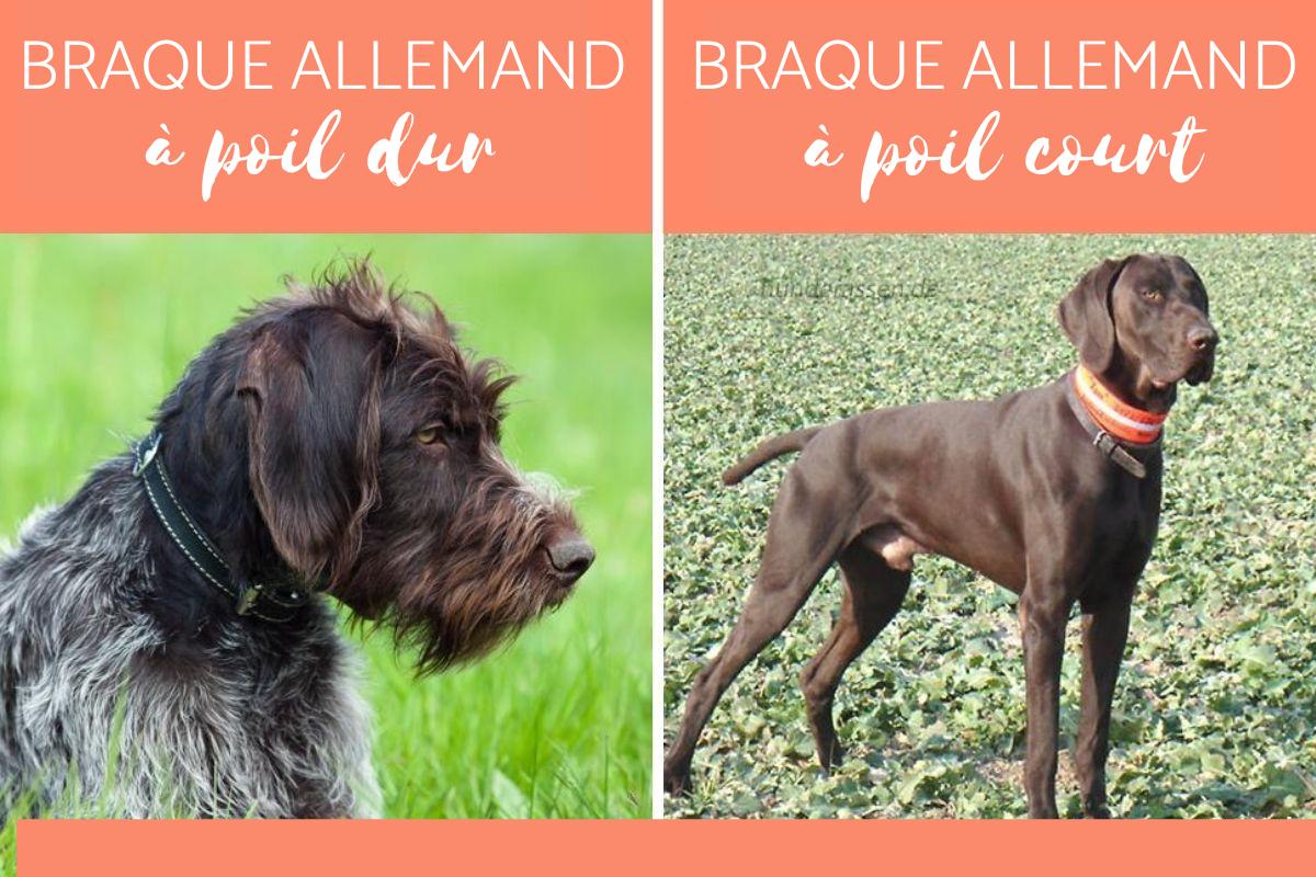 RACES de chien BRAQUE - Caractéristiques et PHOTOS