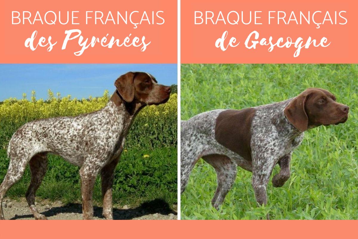 RACES de chien BRAQUE - Caractéristiques et PHOTOS
