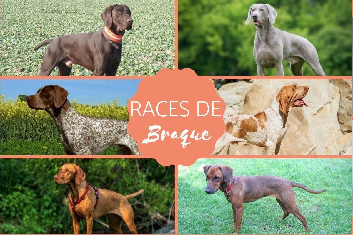 RACES de chien BRAQUE - Caractéristiques et PHOTOS