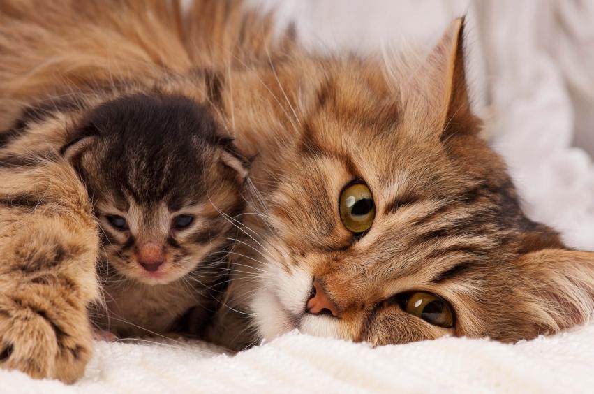Gestation du chat - Guide complet SEMAINE PAR SEMAINE