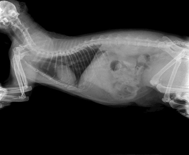 Gestation du chat - Guide complet SEMAINE PAR SEMAINE