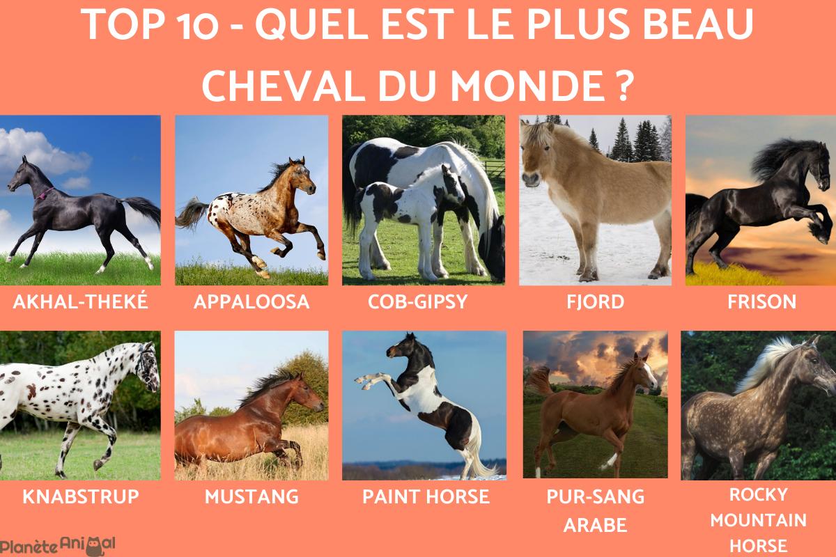 Quel est le plus beau cheval du monde ? - TOP 10