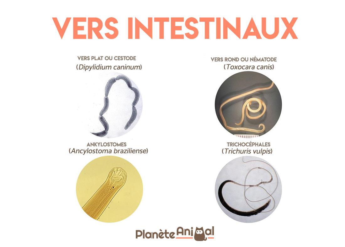TYPES de VERS chez le CHIEN - Symptômes et traitements