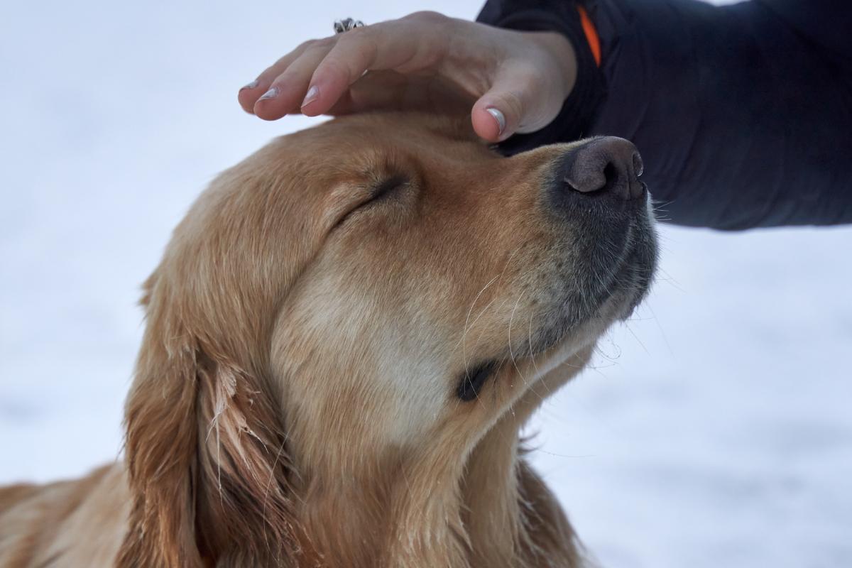 Comment caresser un chien