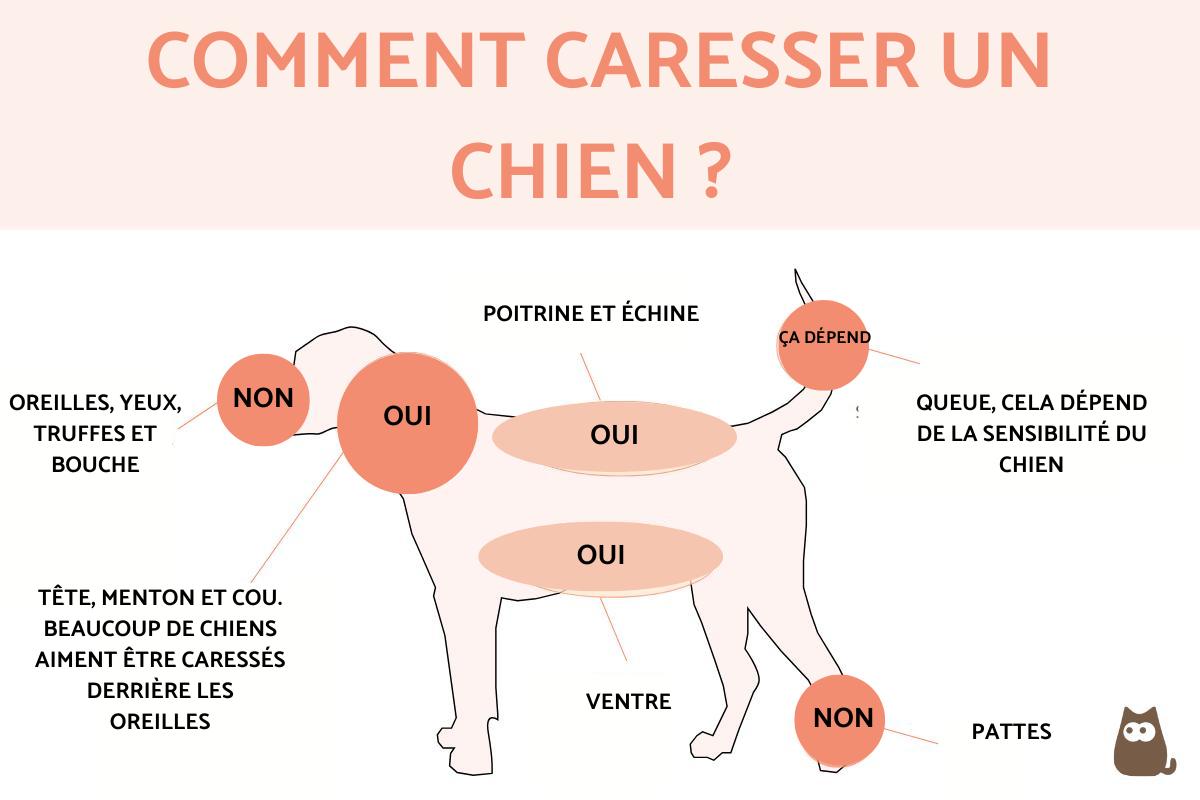 Comment caresser un chien