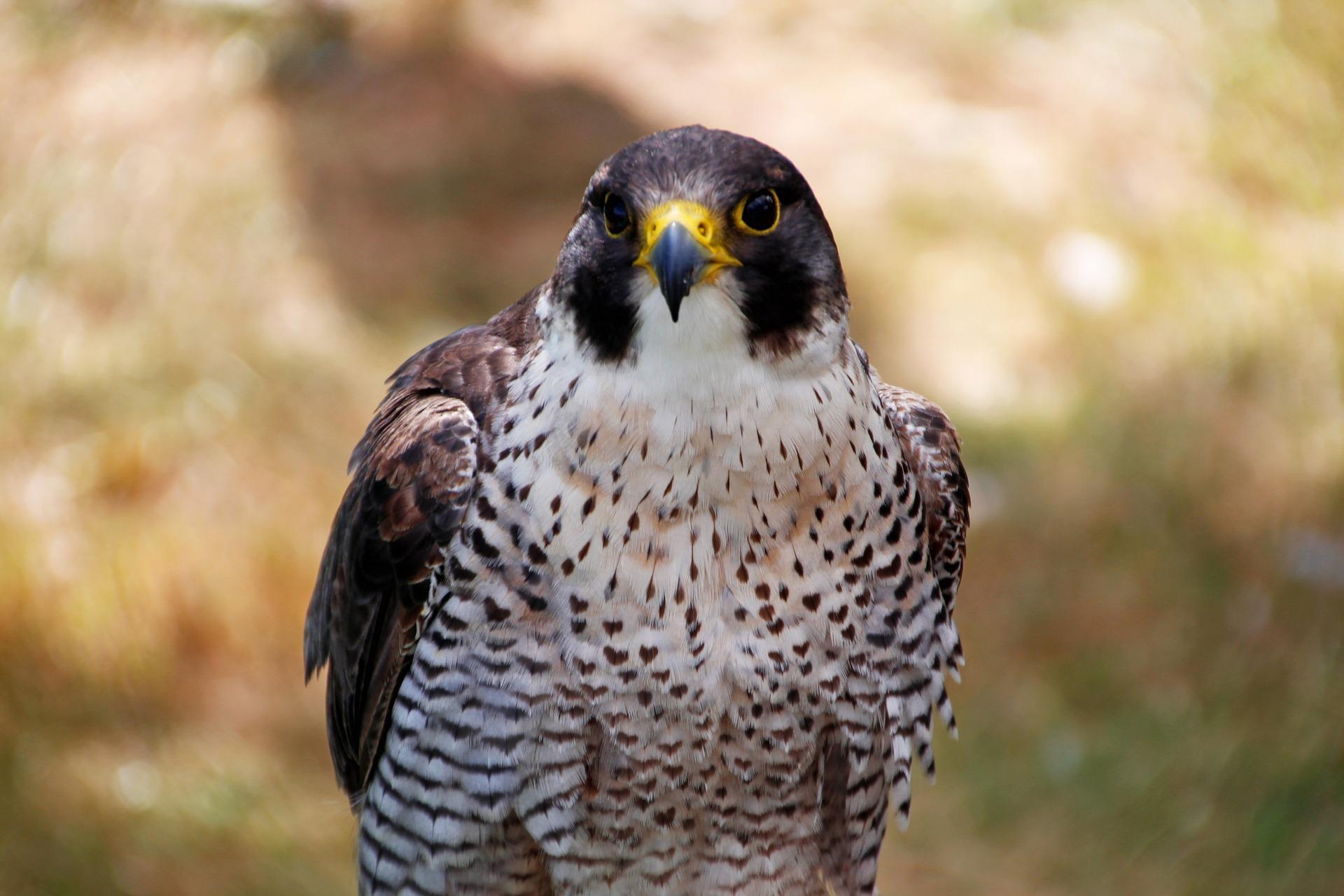 30 RAPACES ou oiseaux de proie - Types, caractéristiques, noms et PHOTOS