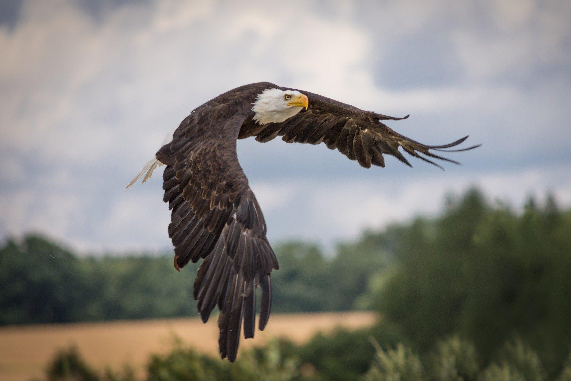 30 RAPACES ou oiseaux de proie - Types, caractéristiques, noms et PHOTOS