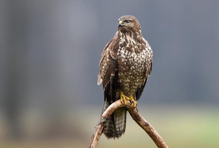 30 RAPACES ou oiseaux de proie - Types, caractéristiques, noms et PHOTOS