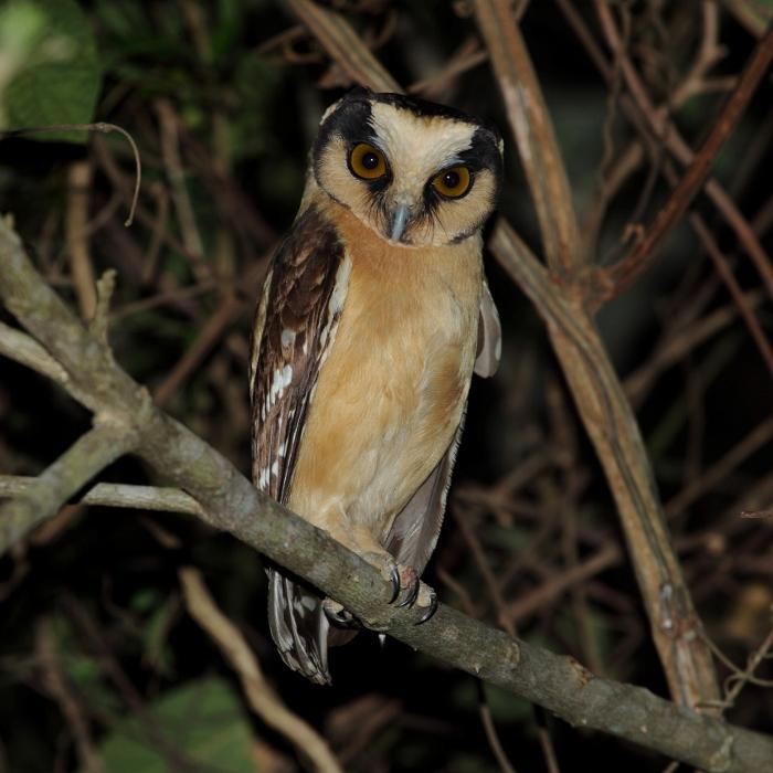 30 RAPACES ou oiseaux de proie - Types, caractéristiques, noms et PHOTOS
