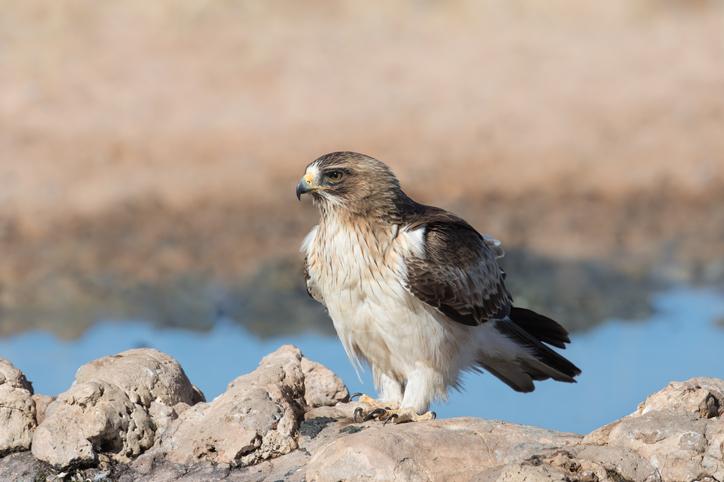 30 RAPACES ou oiseaux de proie - Types, caractéristiques, noms et PHOTOS