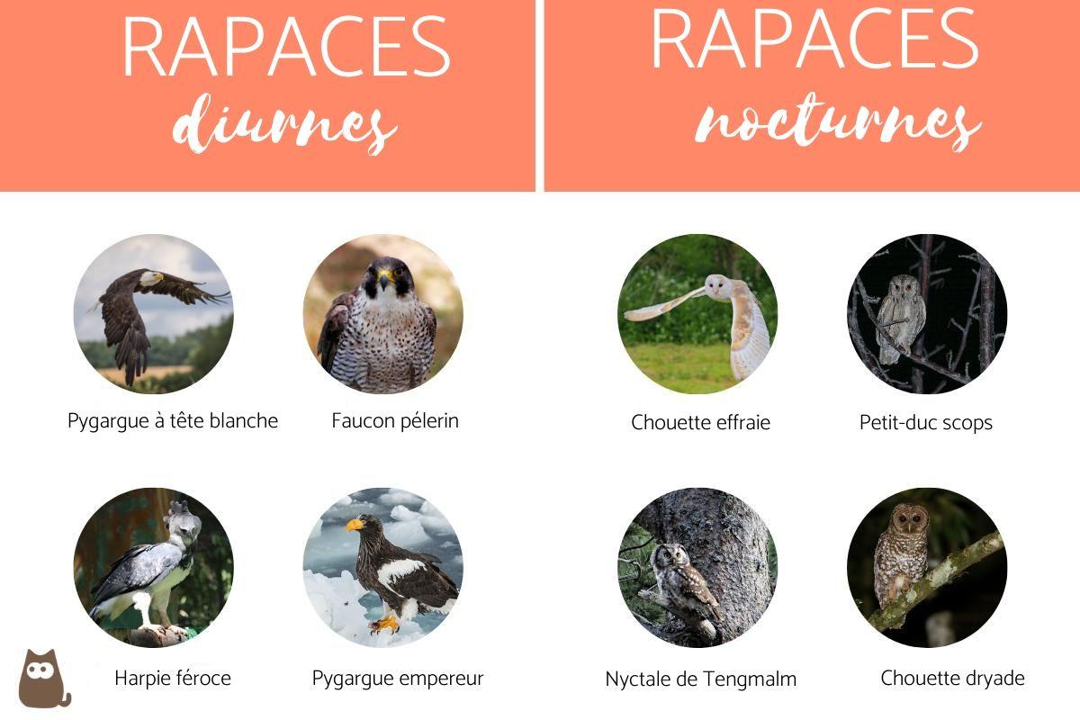 30 RAPACES ou oiseaux de proie - Types, caractéristiques, noms et PHOTOS