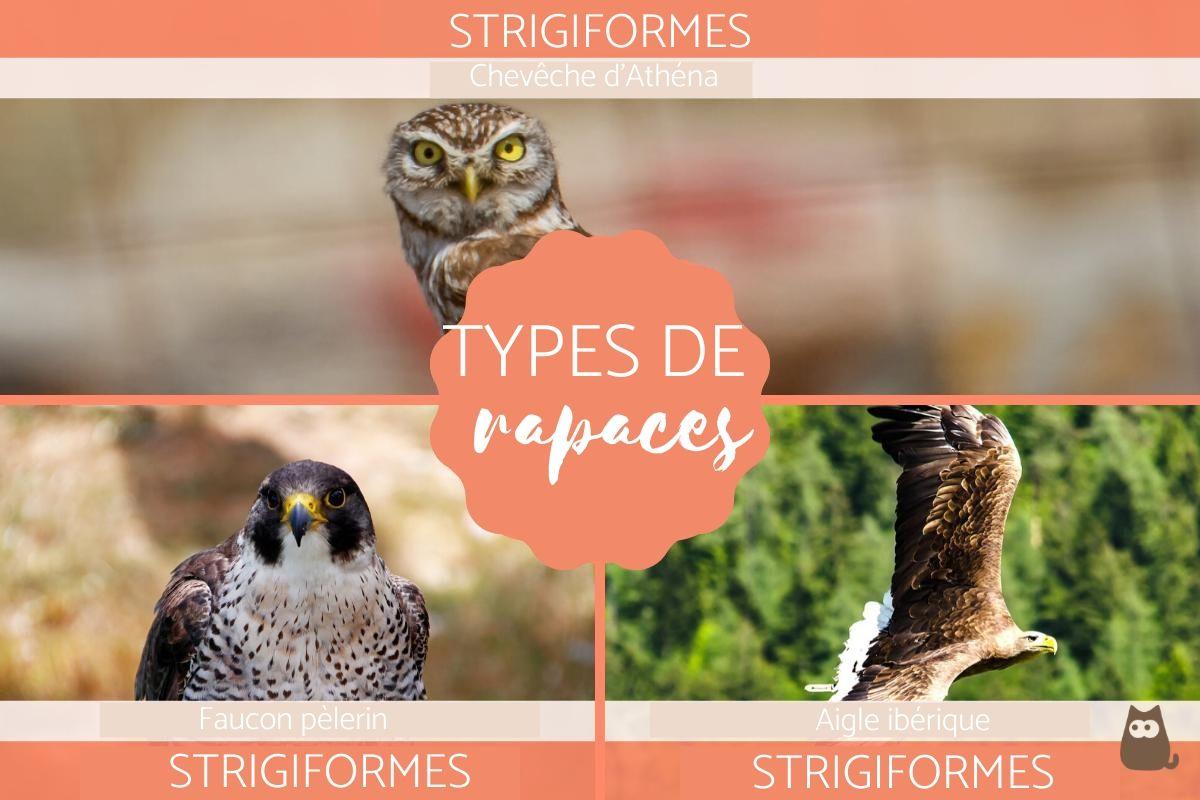 30 RAPACES ou oiseaux de proie - Types, caractéristiques, noms et PHOTOS
