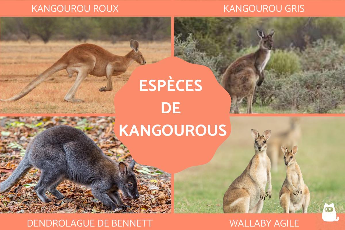 20 ESPÈCES de KANGOUROUS - LISTE et PHOTOS