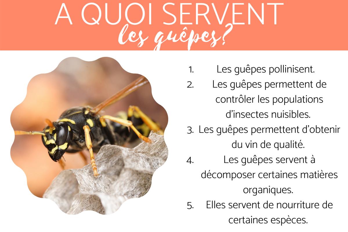 A quoi servent les GUÊPES