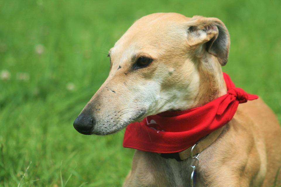 Toutes les races de lévriers - TOP 11 avec PHOTOS