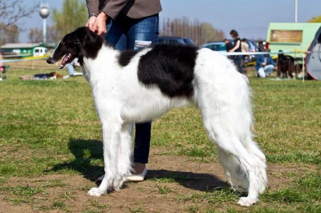 Toutes les races de lévriers - TOP 11 avec PHOTOS