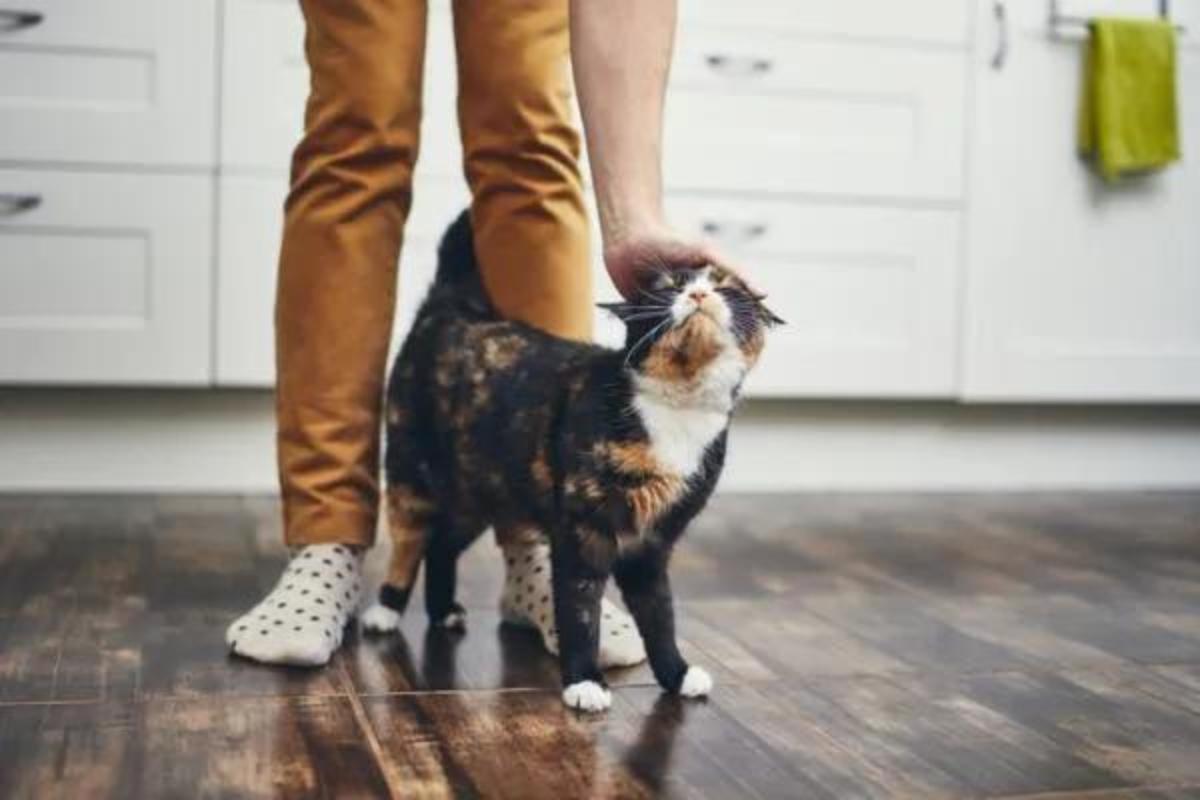 Chat aveugle - Causes, traitement et symptômes