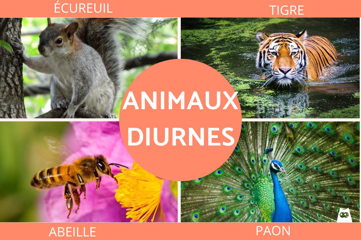 35 ANIMAUX DIURNES - Exemples et CARACTÉRISTIQUES