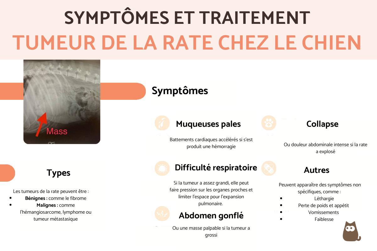 Tumeur de la rate chez le chien : symptômes et traitement