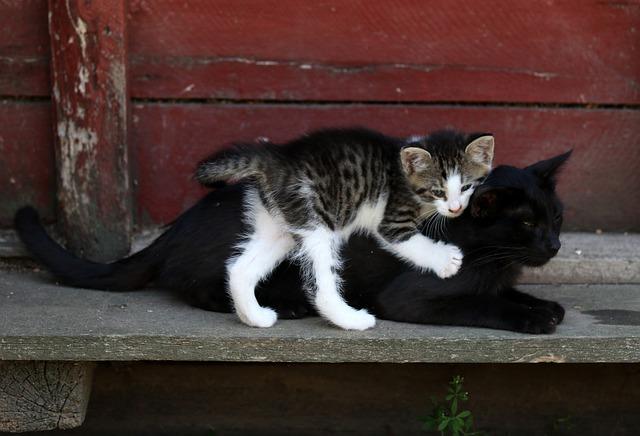Calculer l'ÂGE d'un CHAT en âge HUMAIN