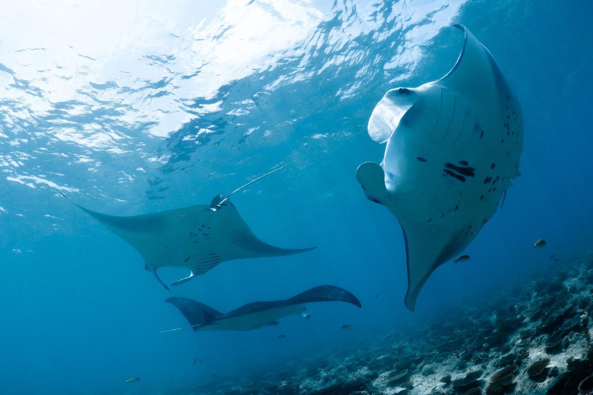Reproduction de la raie manta - Naissance et Gestation
