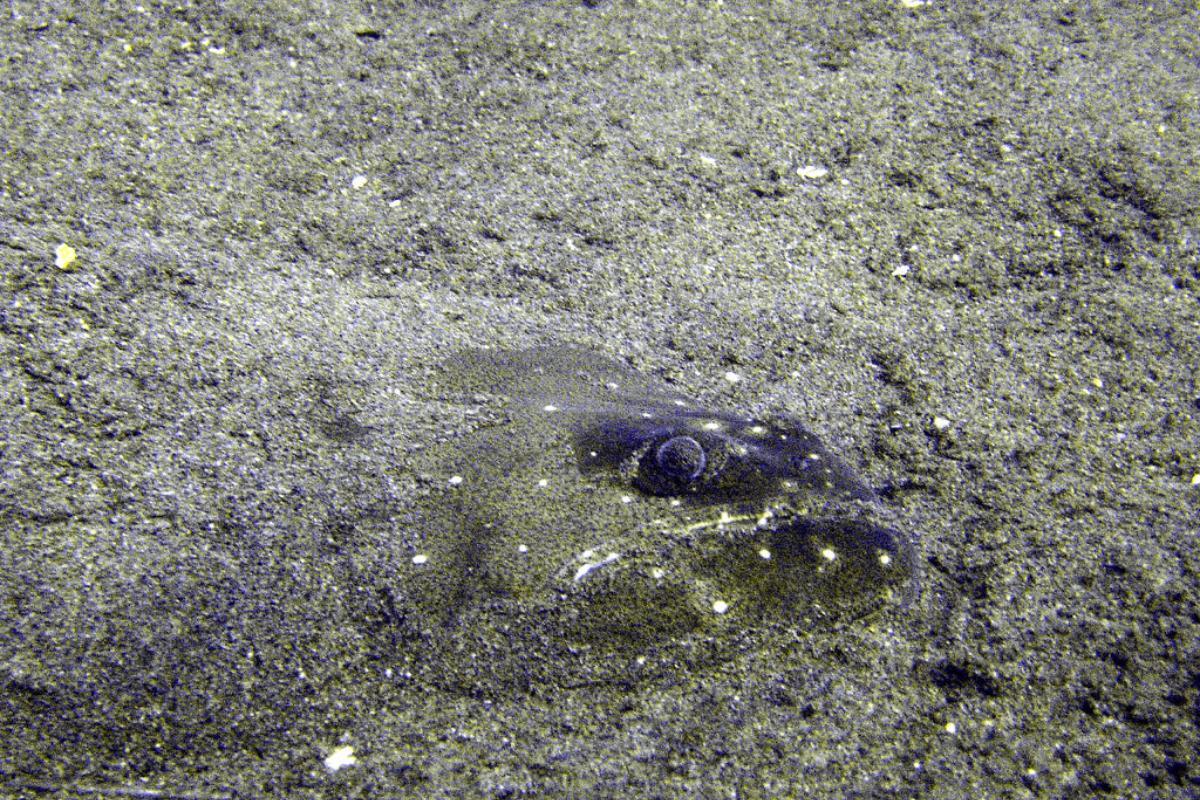 10 Poissons CHINOIS : types et PHOTOS