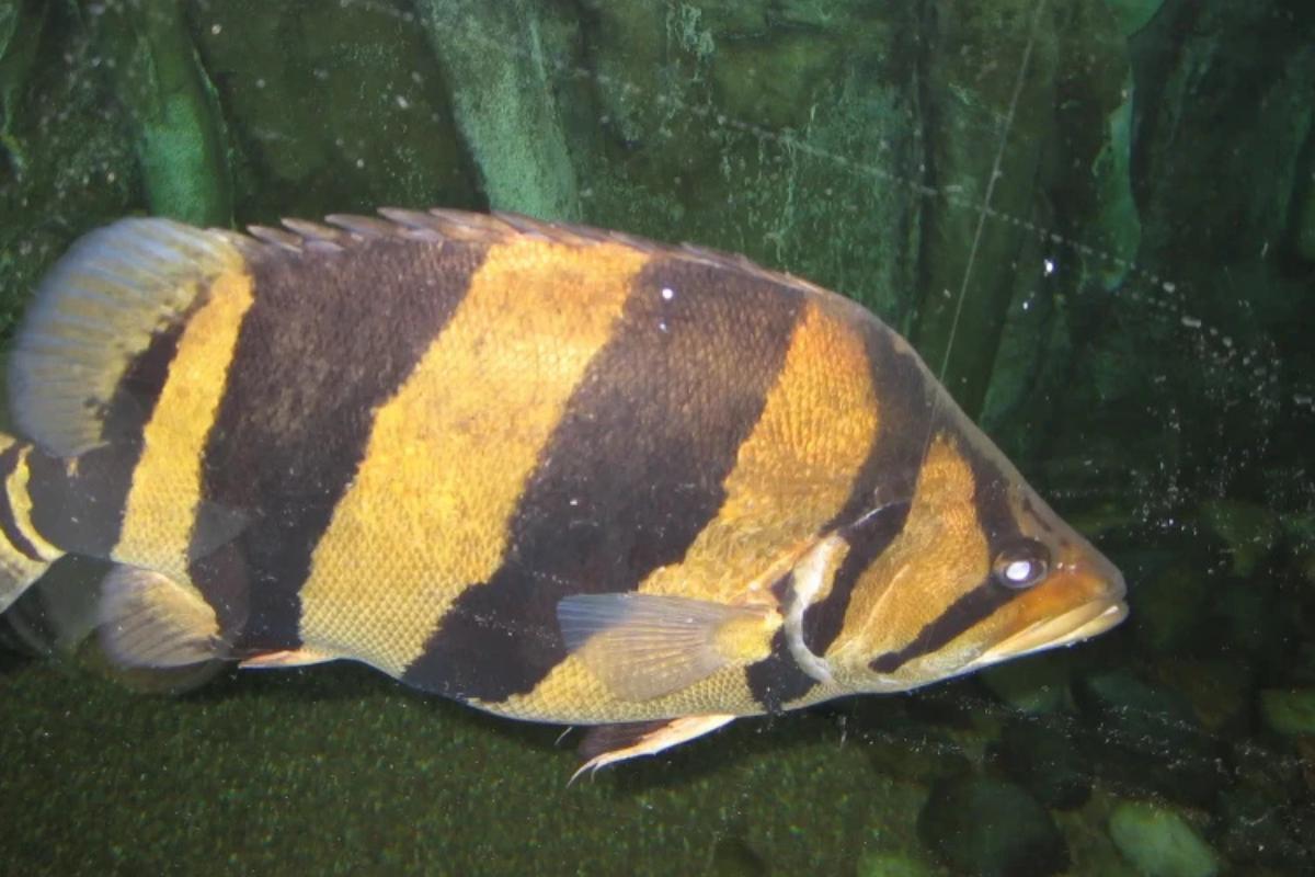 10 Poissons CHINOIS : types et PHOTOS