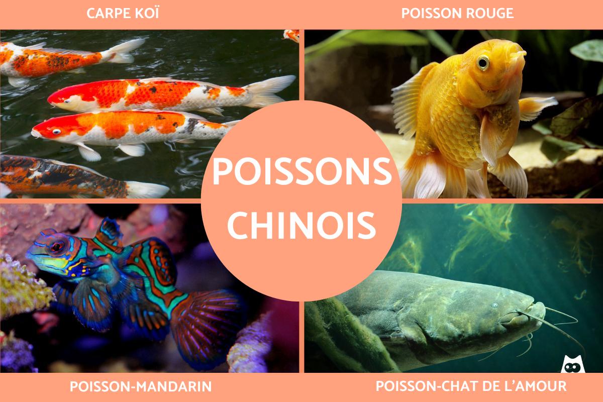 10 Poissons CHINOIS : types et PHOTOS