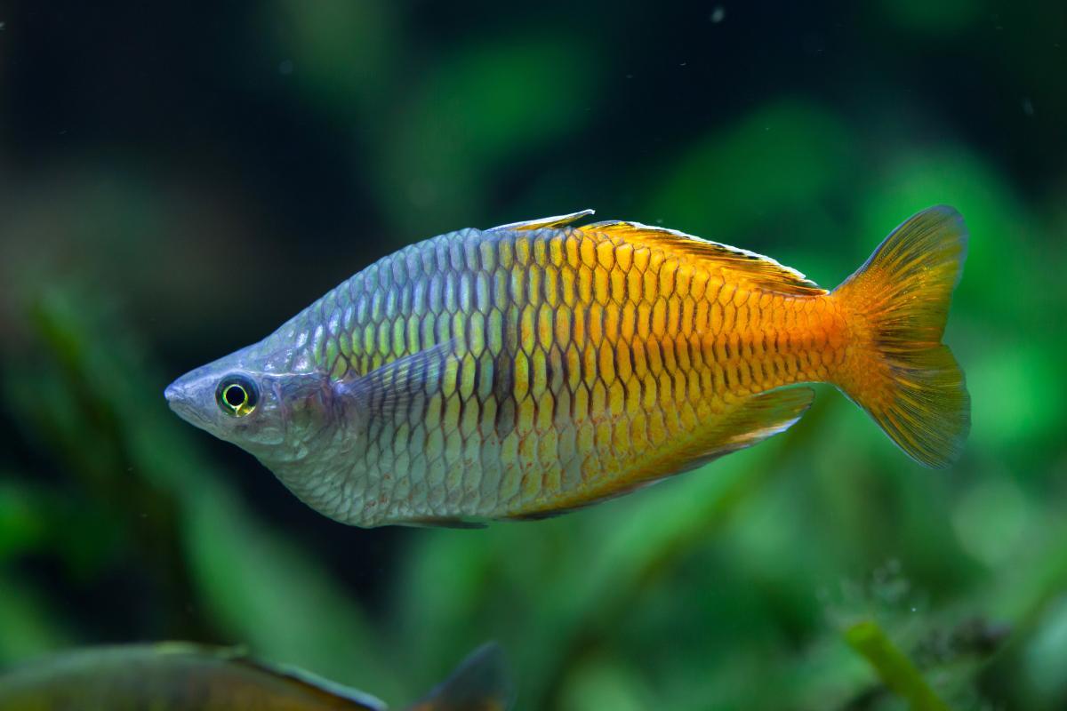10 Poissons colorés pour aquarium d'eau douce (avec PHOTOS)